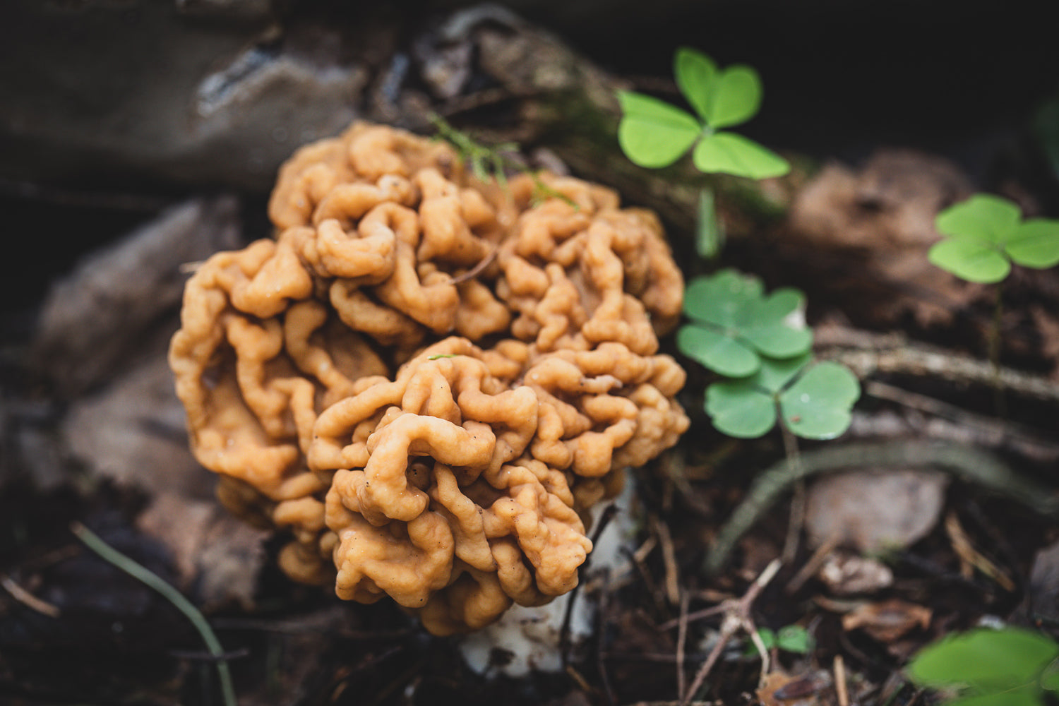 Mirtinai nuodingi valgomi grybai – GRYBŲ PASAULIS